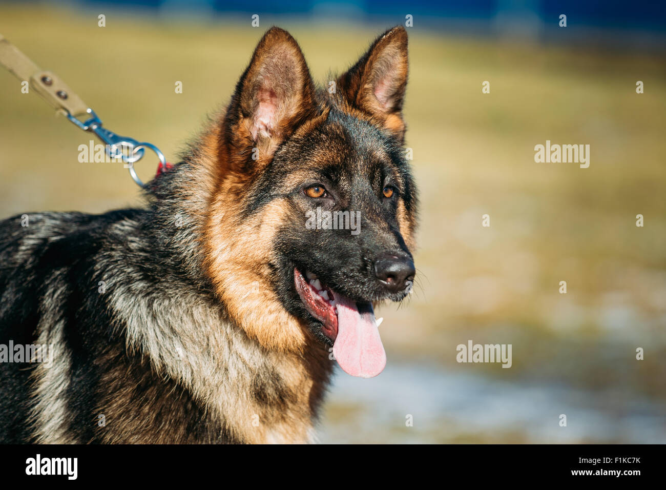 German shepherd close up hi-res stock photography and images - Alamy
