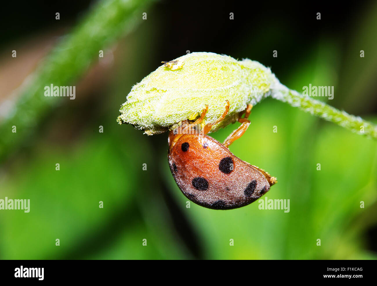 a ladybug busy eating a bitter gourd flower Stock Photo - Alamy