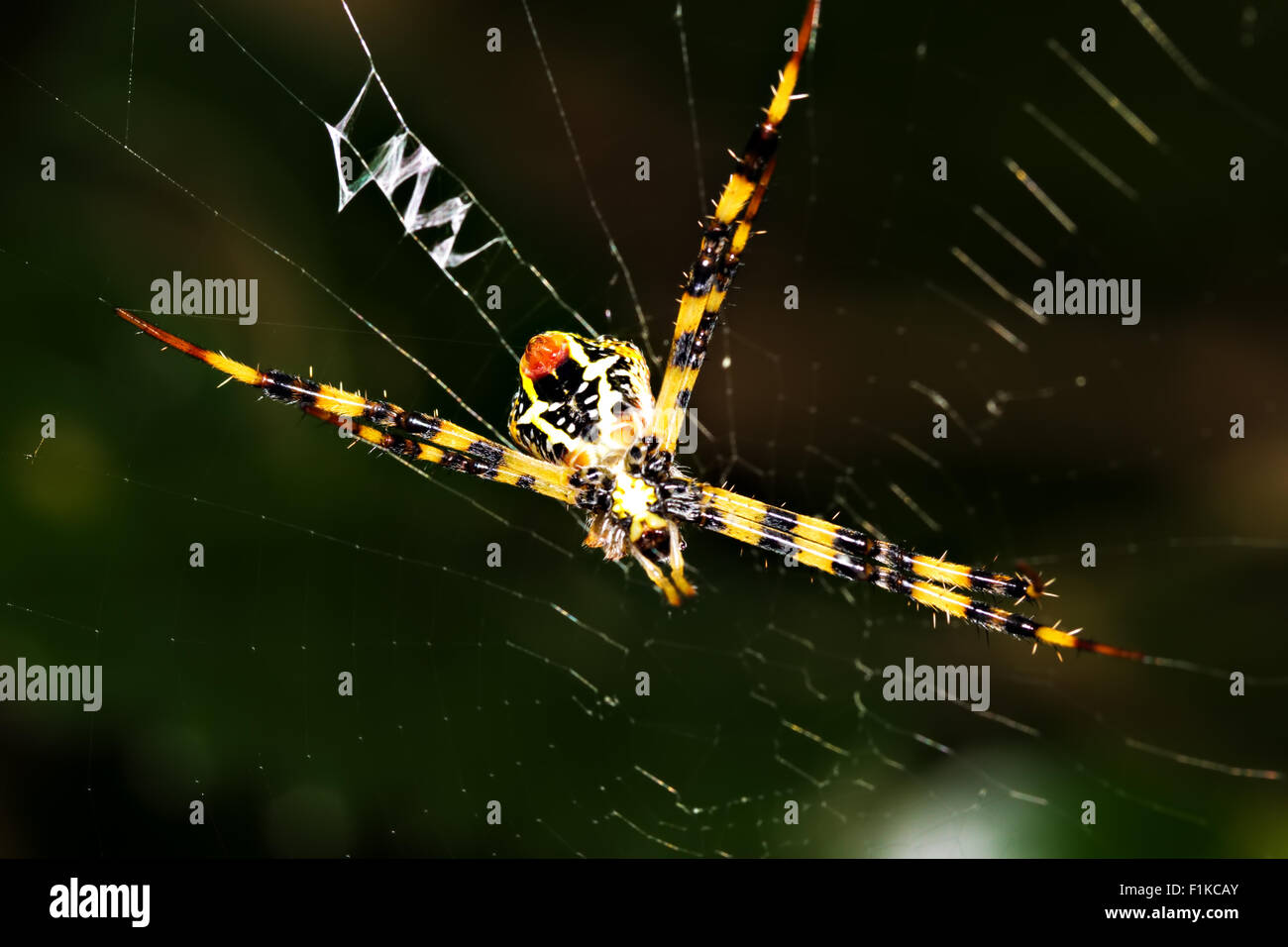 Signature spiders hi-res stock photography and images - Alamy