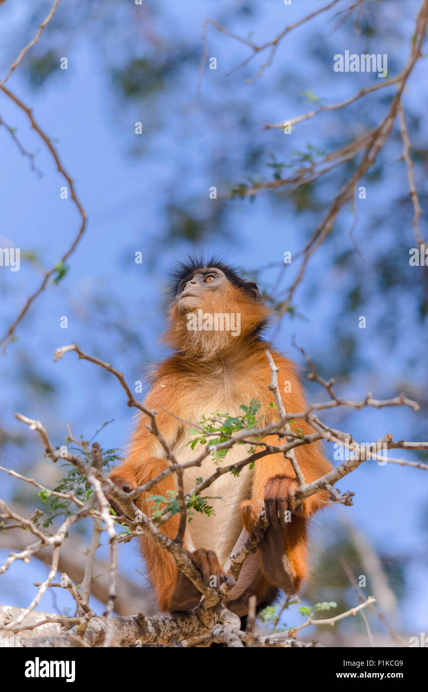 Ugly forest hi-res stock photography and images - Alamy
