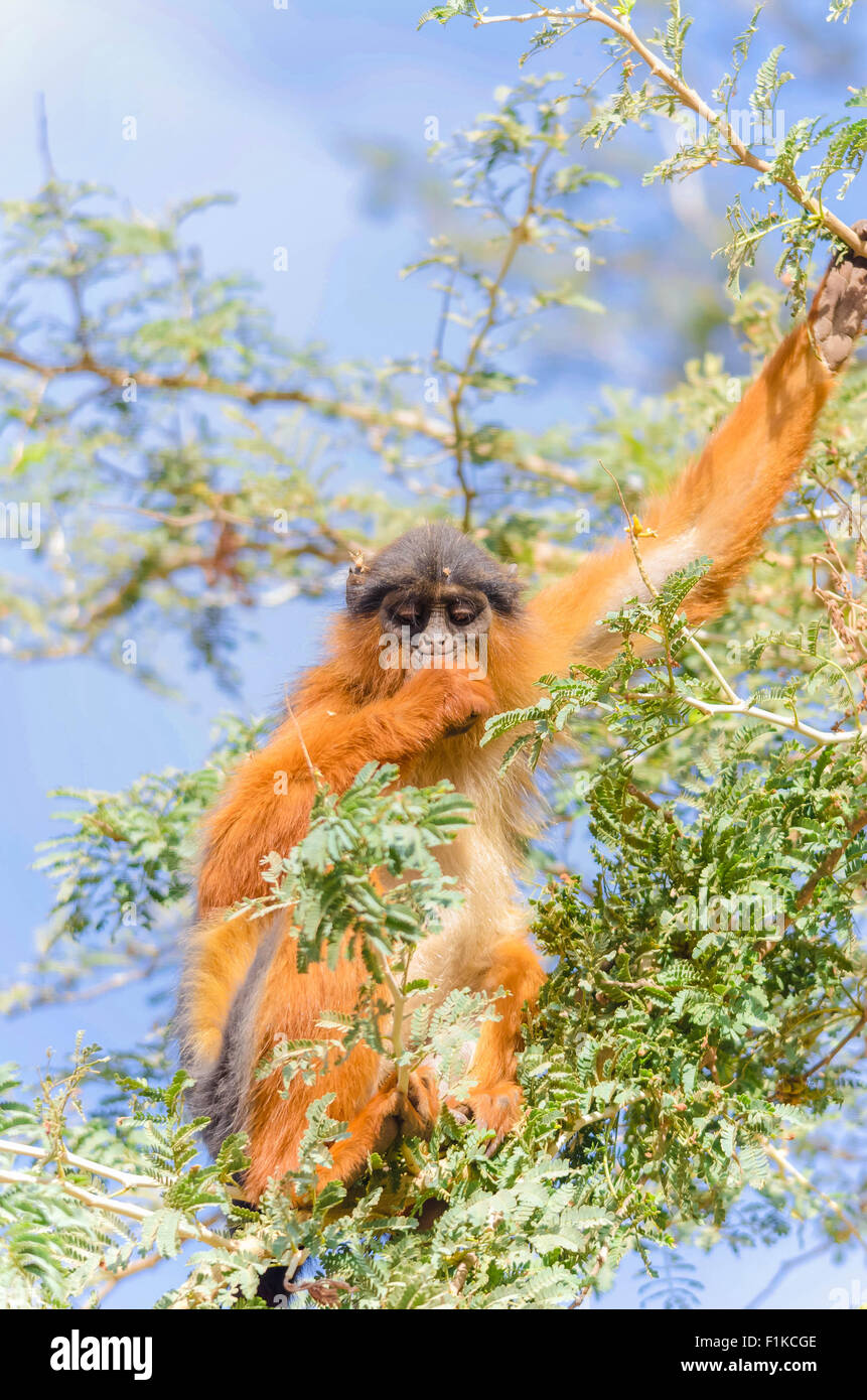 Piliocolobus badius hi-res stock photography and images - Alamy