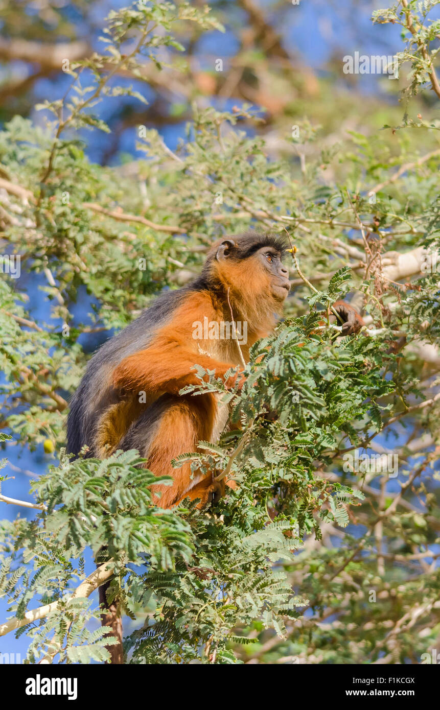 Holding face grasping face hi-res stock photography and images - Alamy