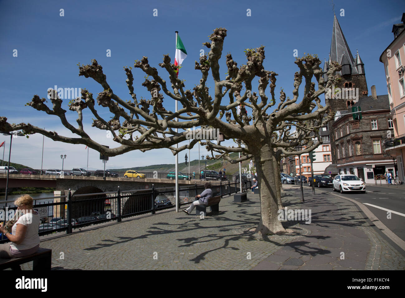 Severely pruned Plane tree in street Bernkastel-Kues Mosel Germany ...