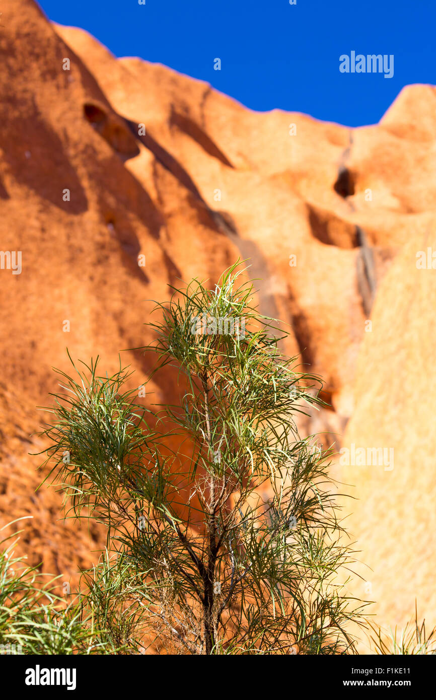 A plant at the base of Uluru on a clear winter's morning in the ...