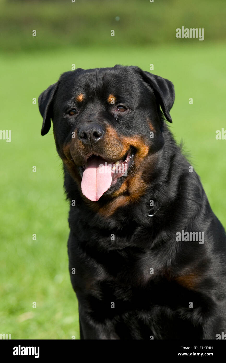 Female rottweiler hi-res stock photography and images - Alamy