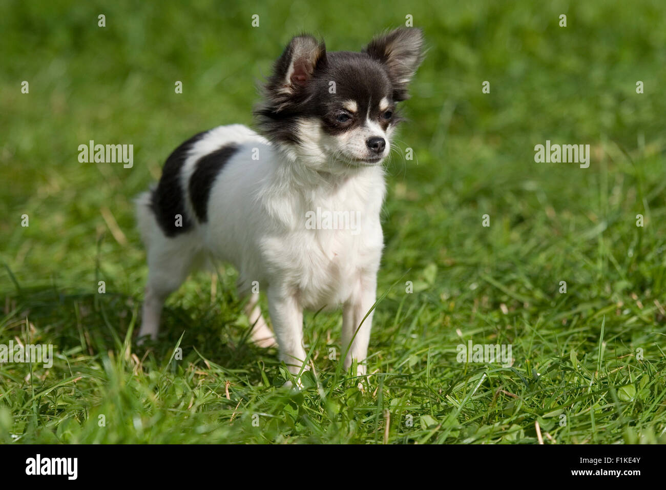 Chihuahua hi-res stock photography and images - Alamy