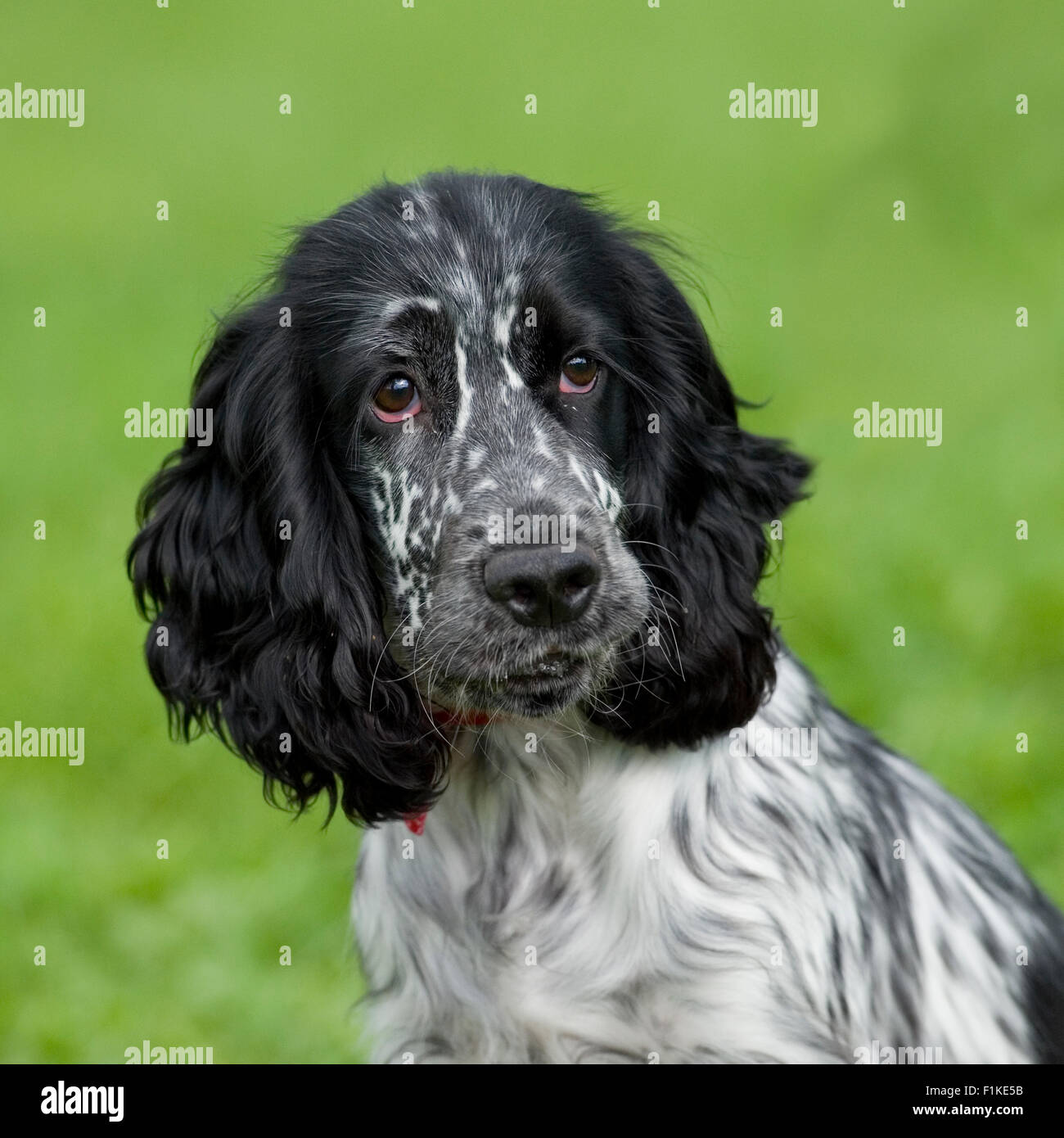 english cocker spaniel Stock Photo - Alamy