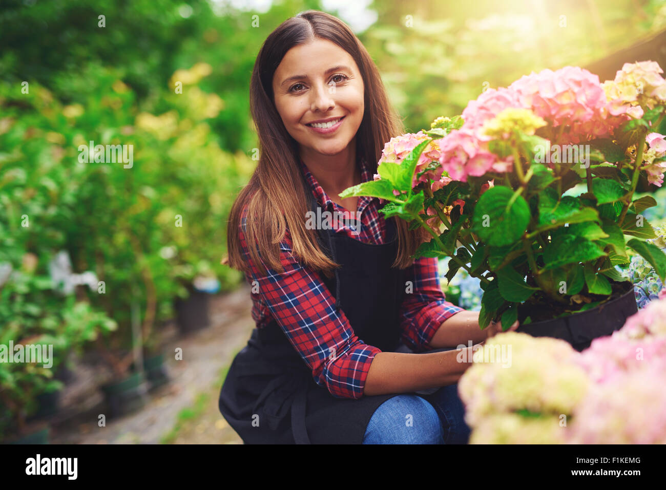Hydrangeas selling hydrangeas hi-res stock photography and images - Alamy