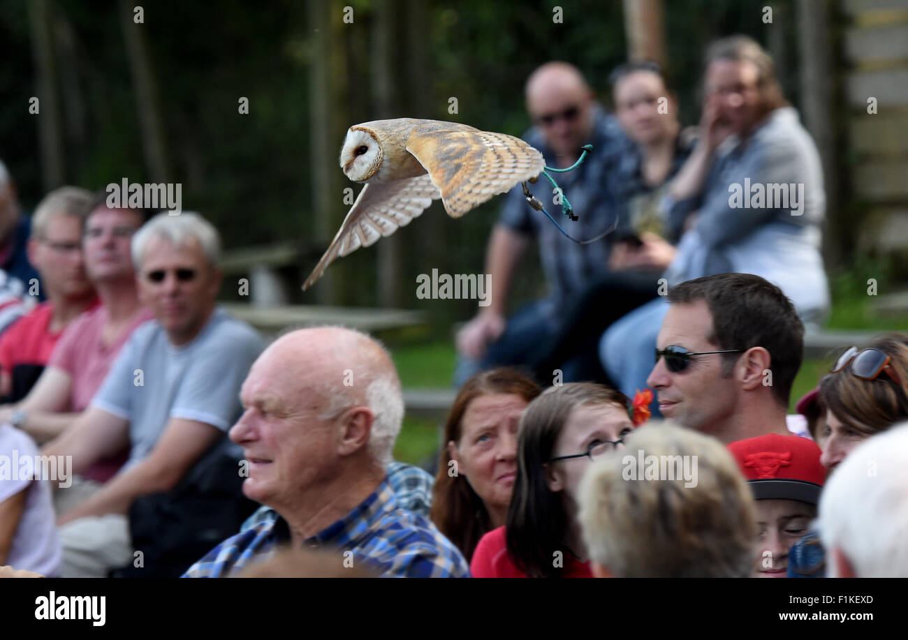 Eekohlt, Germany. 26th Aug, 2015. Barn owl 'Ronja' flies above the ...