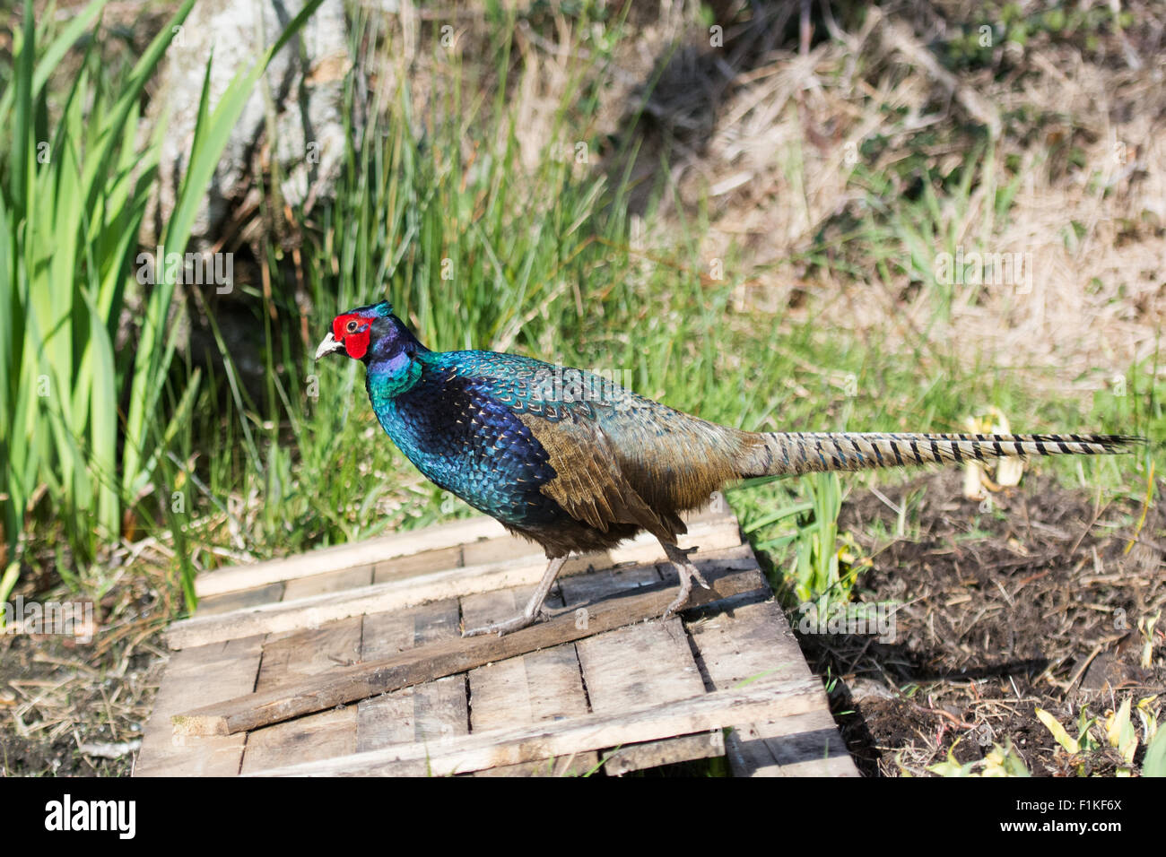 Melanistic Ringneck Pheasant