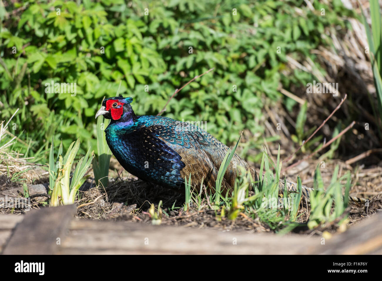 Melanistic Mutant Pheasant Phasianus colchicus (var. tenebrosus Stock ...