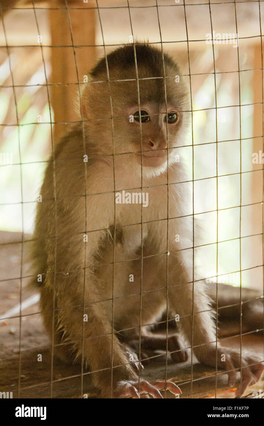 Captive monkey hi-res stock photography and images - Alamy