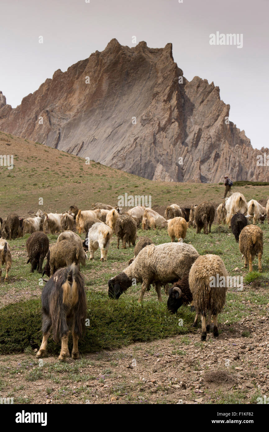 Pashmina goat hi-res stock photography and images - Alamy