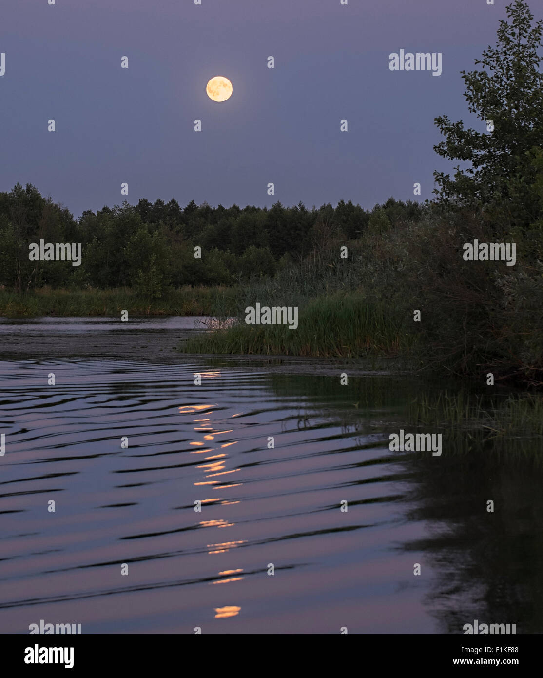 Moonlight on river in forest Stock Photo - Alamy
