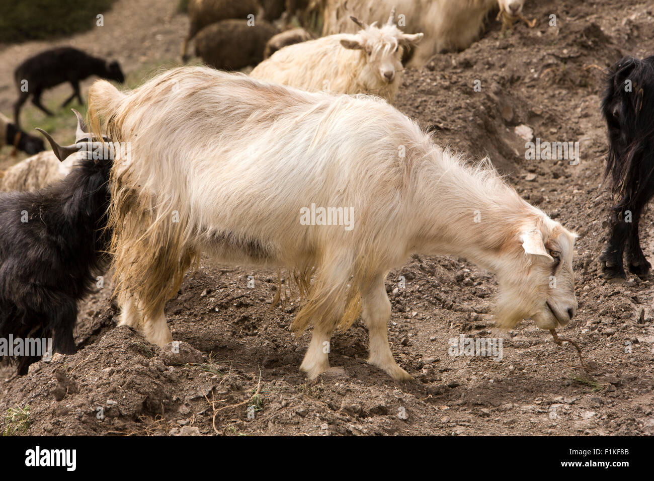 Goat wool hi-res stock photography and images - Alamy