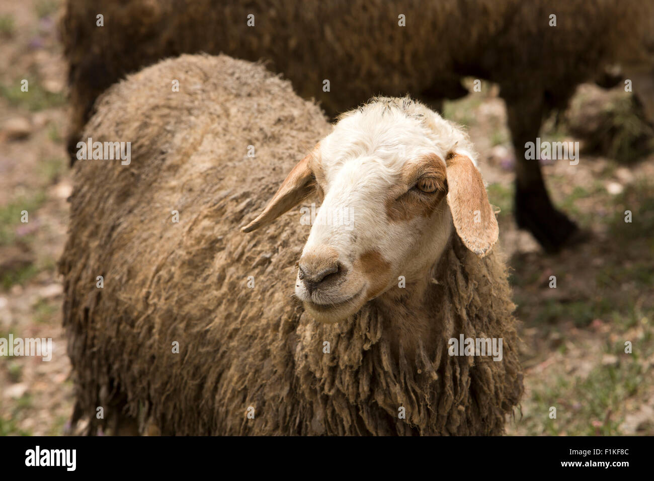 India Jammu Kashmir Sheep Goats High Resolution Stock Photography and ...