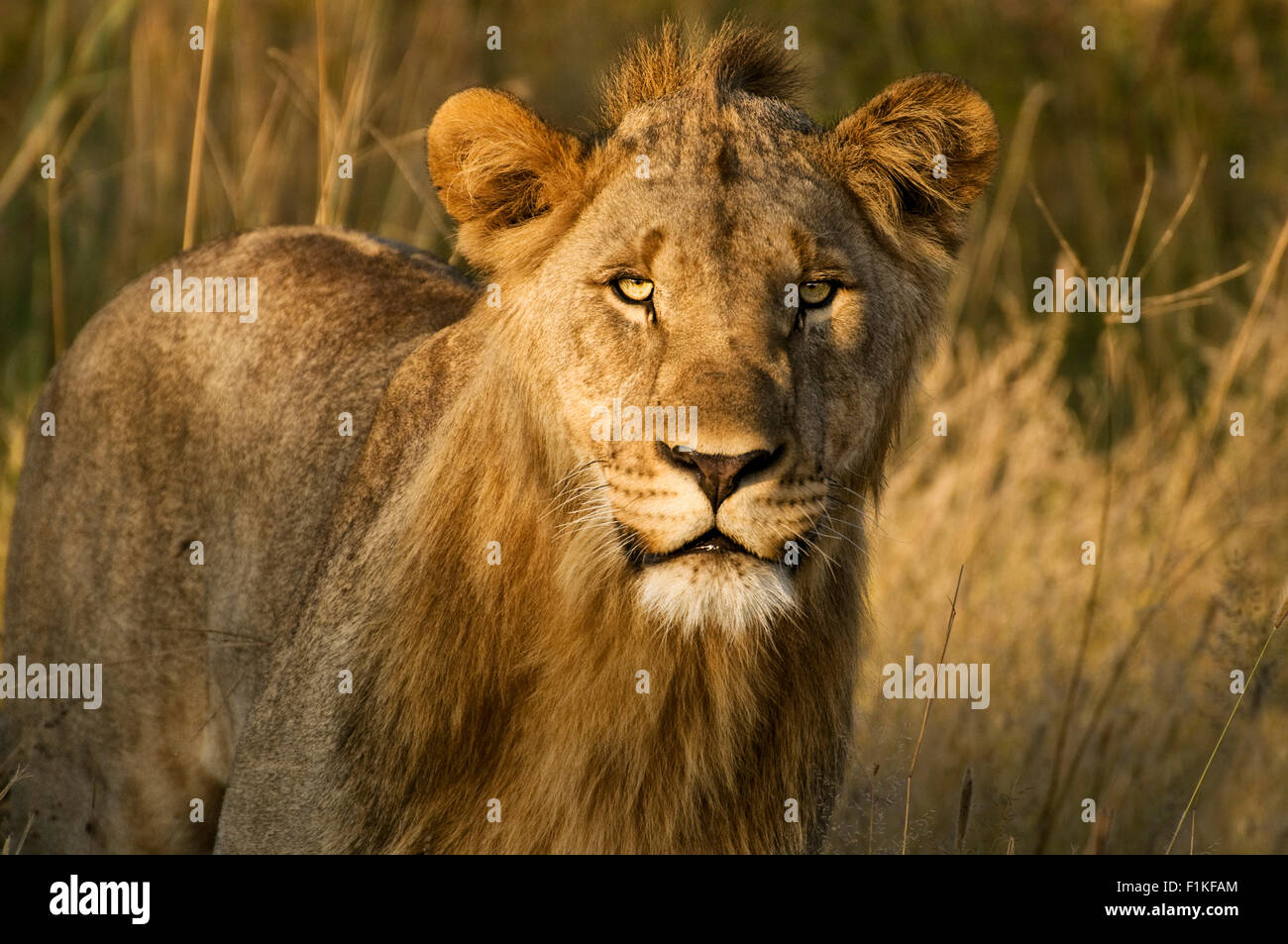 Mail lion,Madikwe Game Reserve,North West Province,South Africa Stock ...