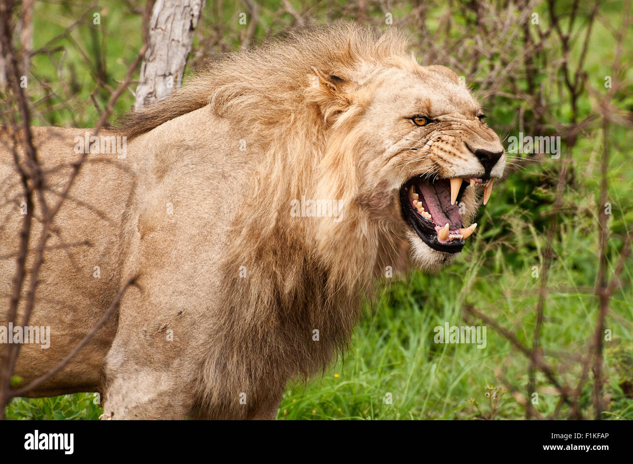 Mail lion,Madikwe Game Reserve,North West Province,South Africa Stock ...