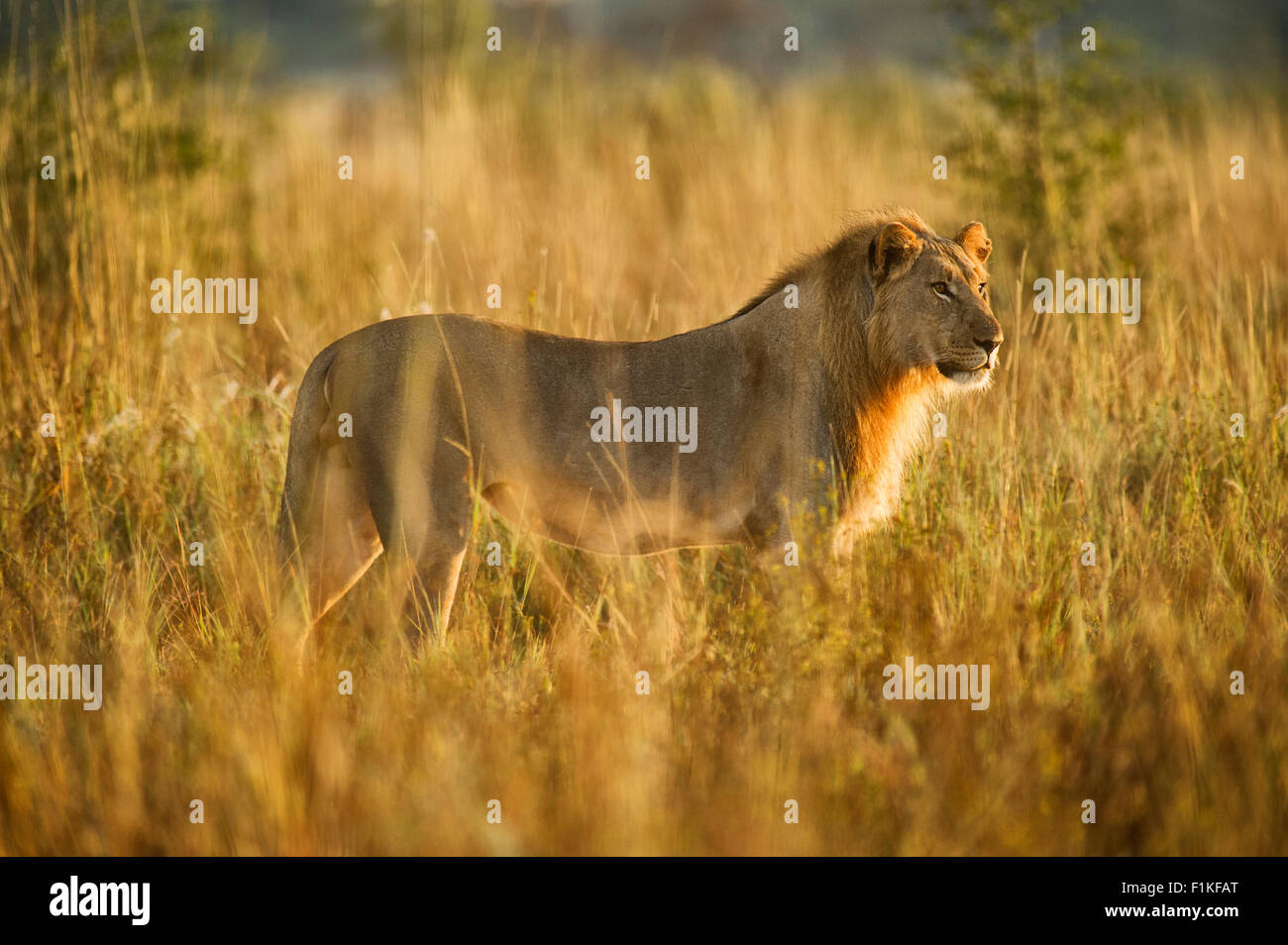 Mail lion,Madikwe Game Reserve,North West Province,South Africa Stock ...