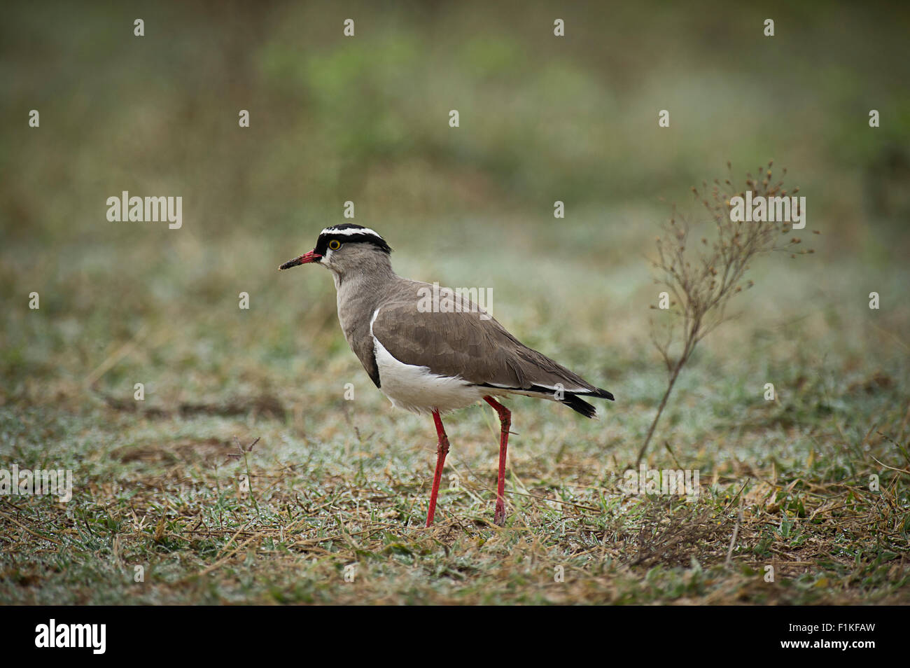 Kiewiet (Crowned Lapwing),Madikwe Game Reserve,North West Province ...