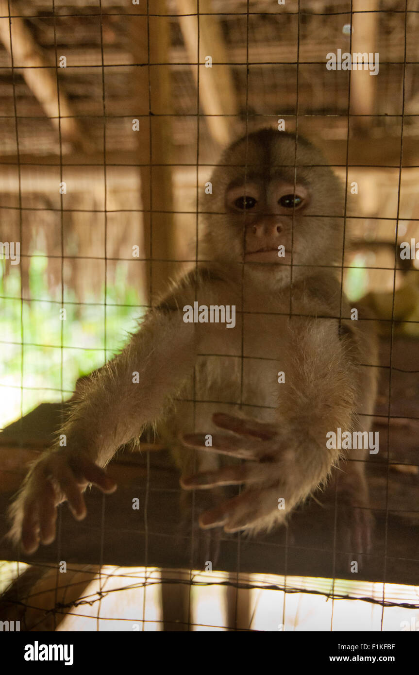 Rescued young Capuchin monkey reaching out through mesh wire in ...