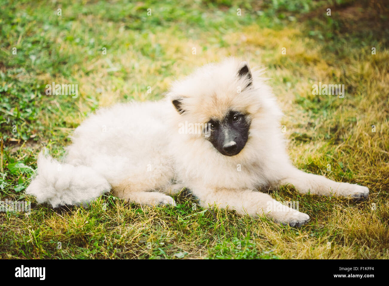 Gray Keeshound, Keeshond, Keeshonden Dog (German Spitz) Wolfspitz Close ...