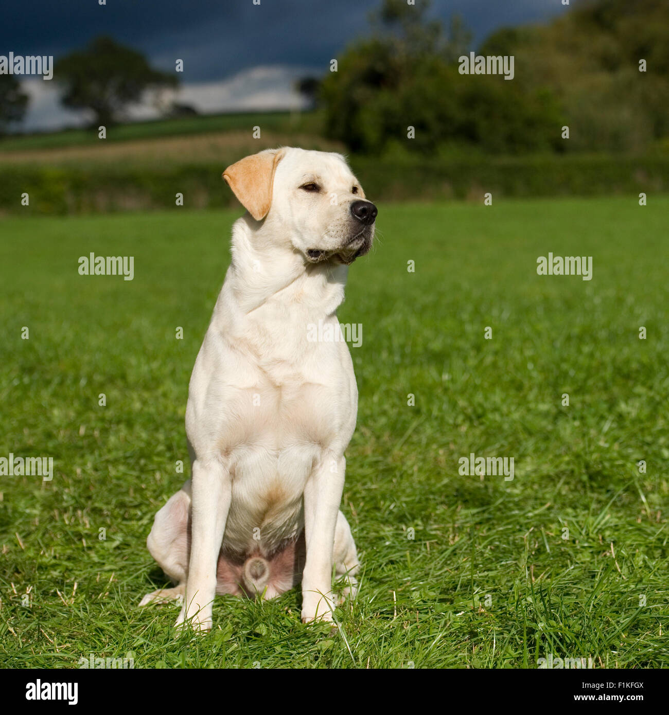 labrador retriever, yellow Stock Photo - Alamy
