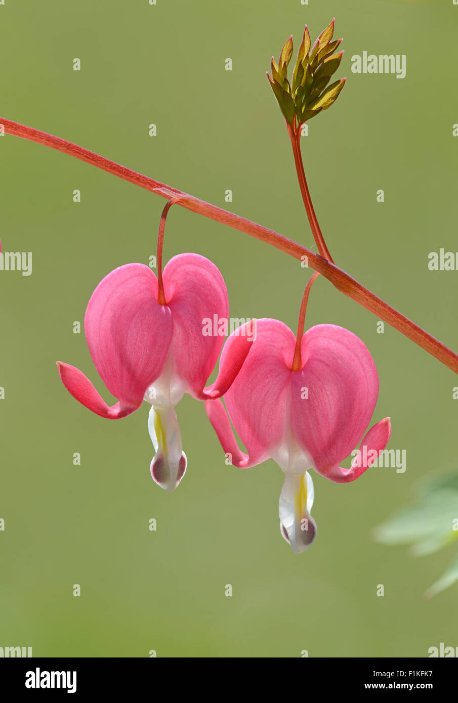 Bleeding Heart: Lamprocapnos spectabilis (synonym Dicentra spectabilis ...