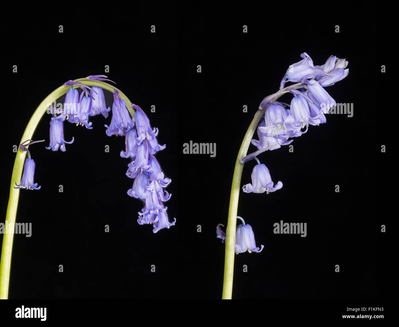 "English" Bluebell: Hyacinthoides non-scripta, and Spanish Bluebell ...