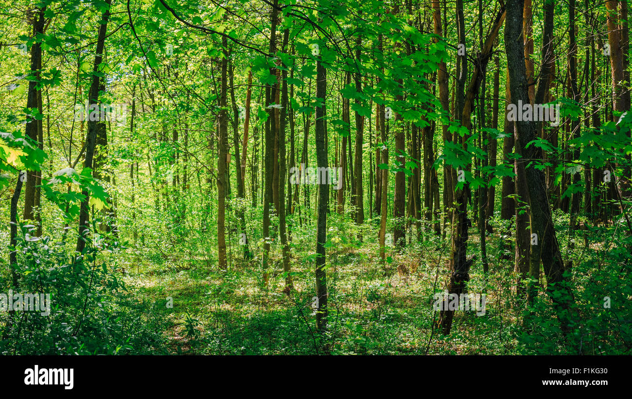 Sunlight In Deciduous Forest, Summer Nature. Sunny Trees And Green ...