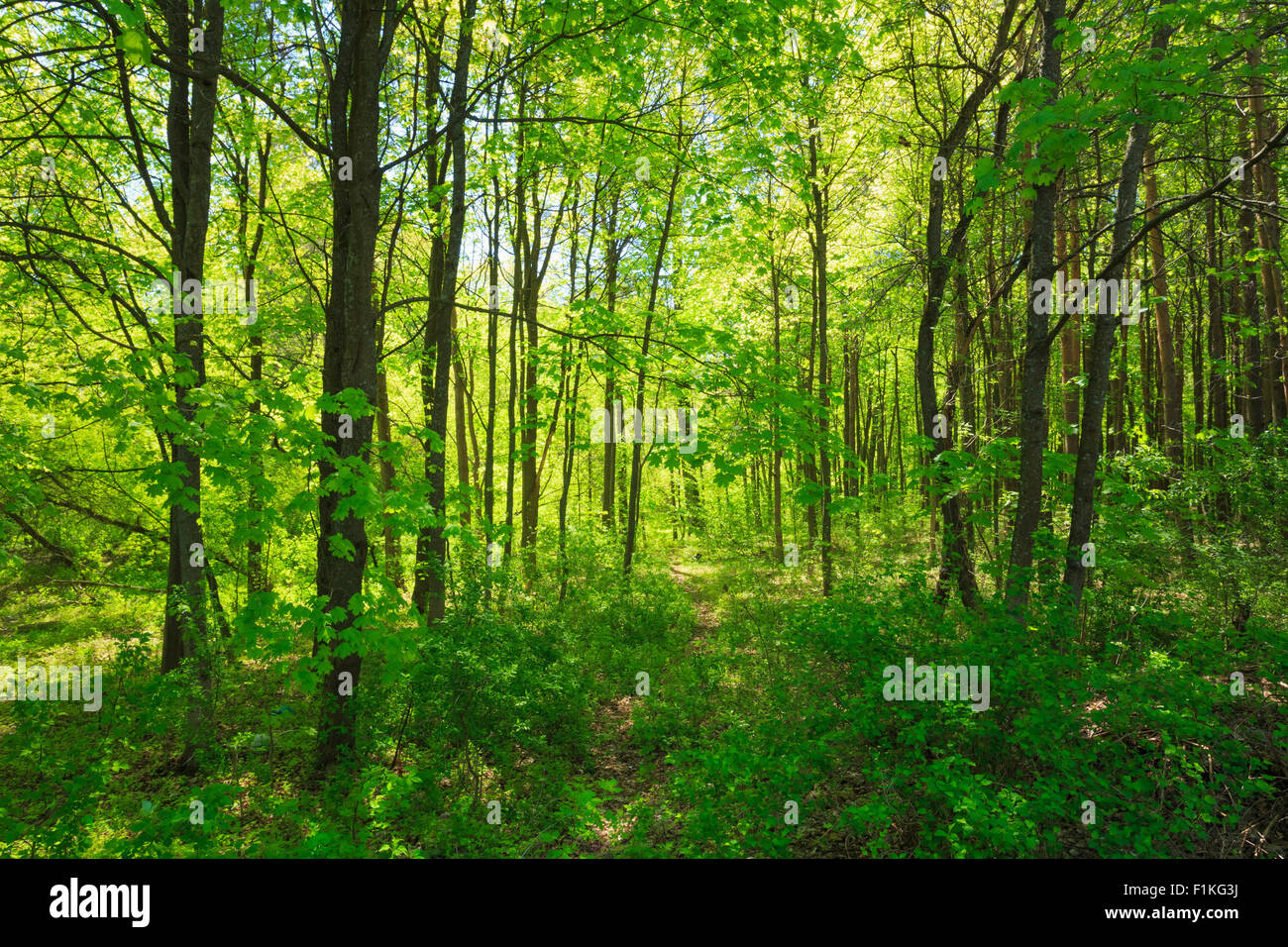 Sunlight In Deciduous Forest, Summer Nature. Sunny Trees And Green ...