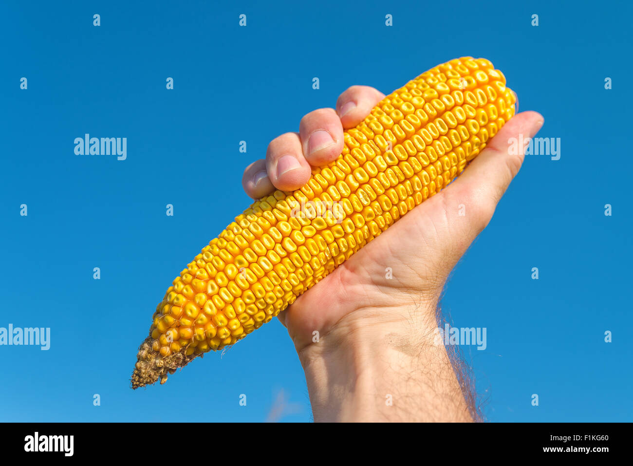 Farmer hand holding harvested mature maize cob in corn field, hand ...