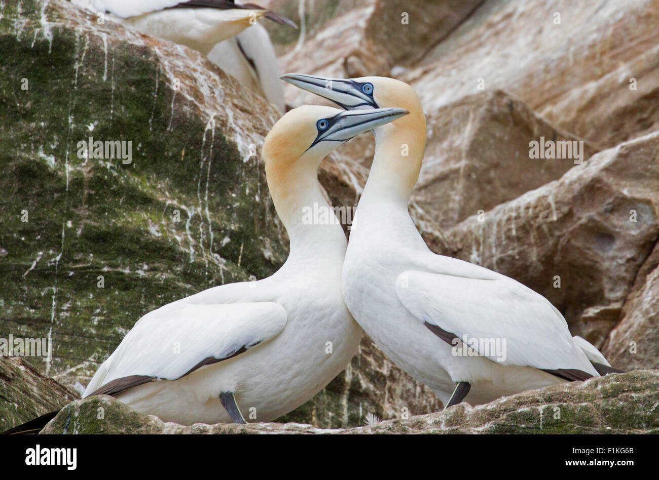 Gannet pair bonding hi-res stock photography and images - Alamy