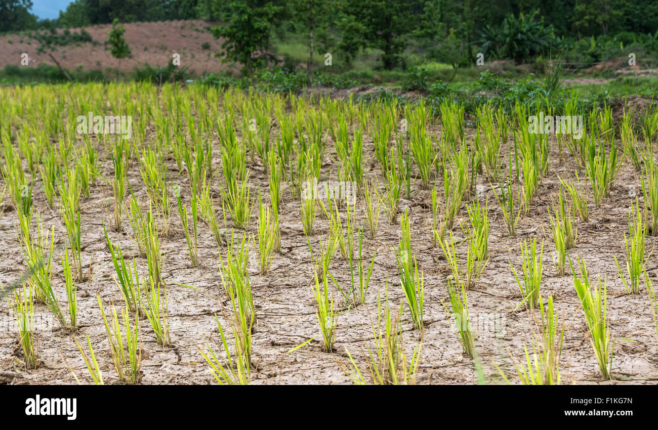 dried farmland and rice tree Stock Photo - Alamy