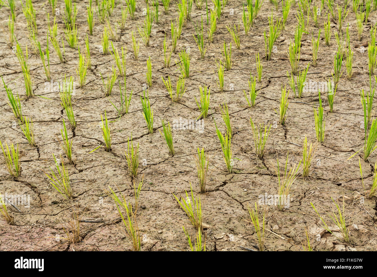 dried farmland and rice trees Stock Photo - Alamy