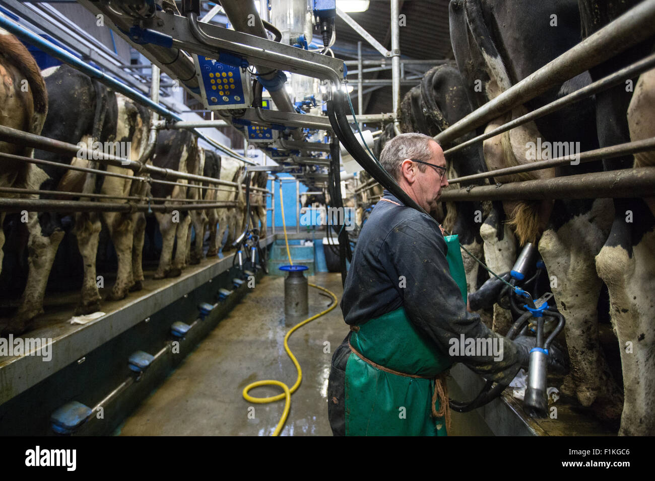 A farmer milks his cows at a farm in Cornwall.The price paid to farmers ...