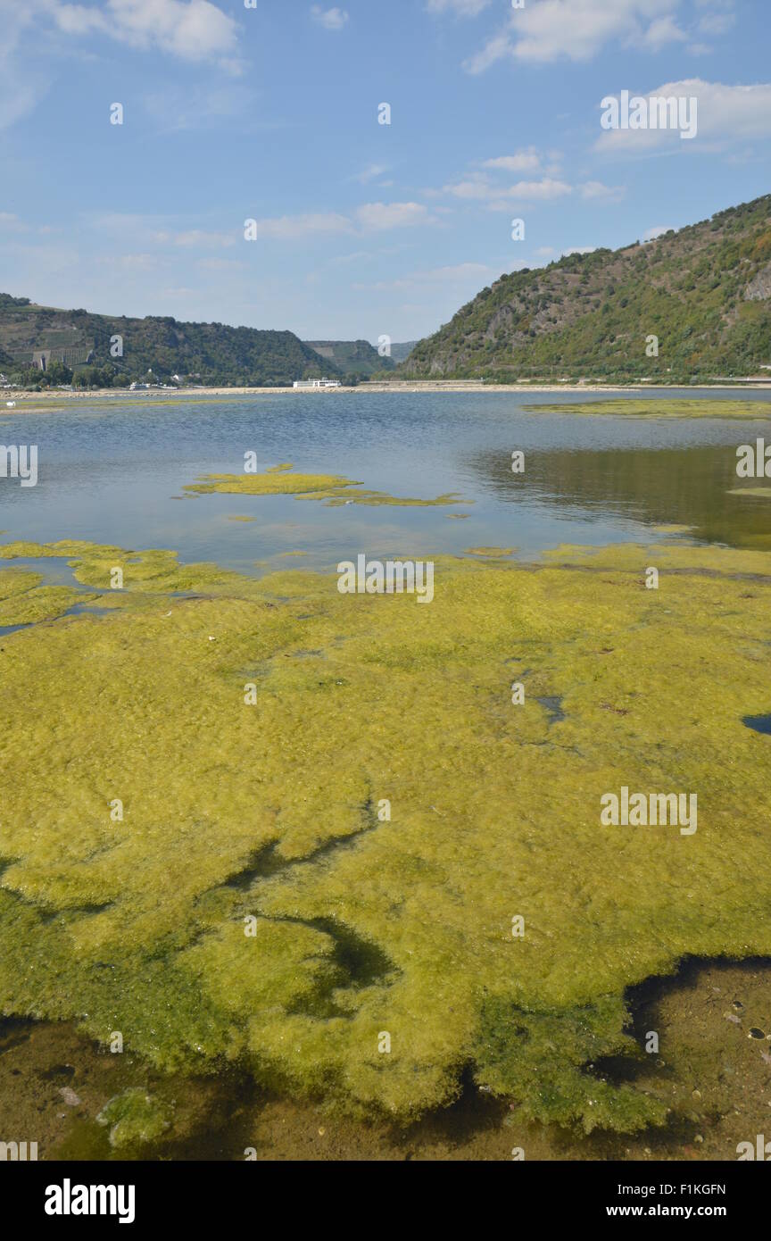 Bacharach, Germany - August 22, 2015: Algae plague in river rhine ...