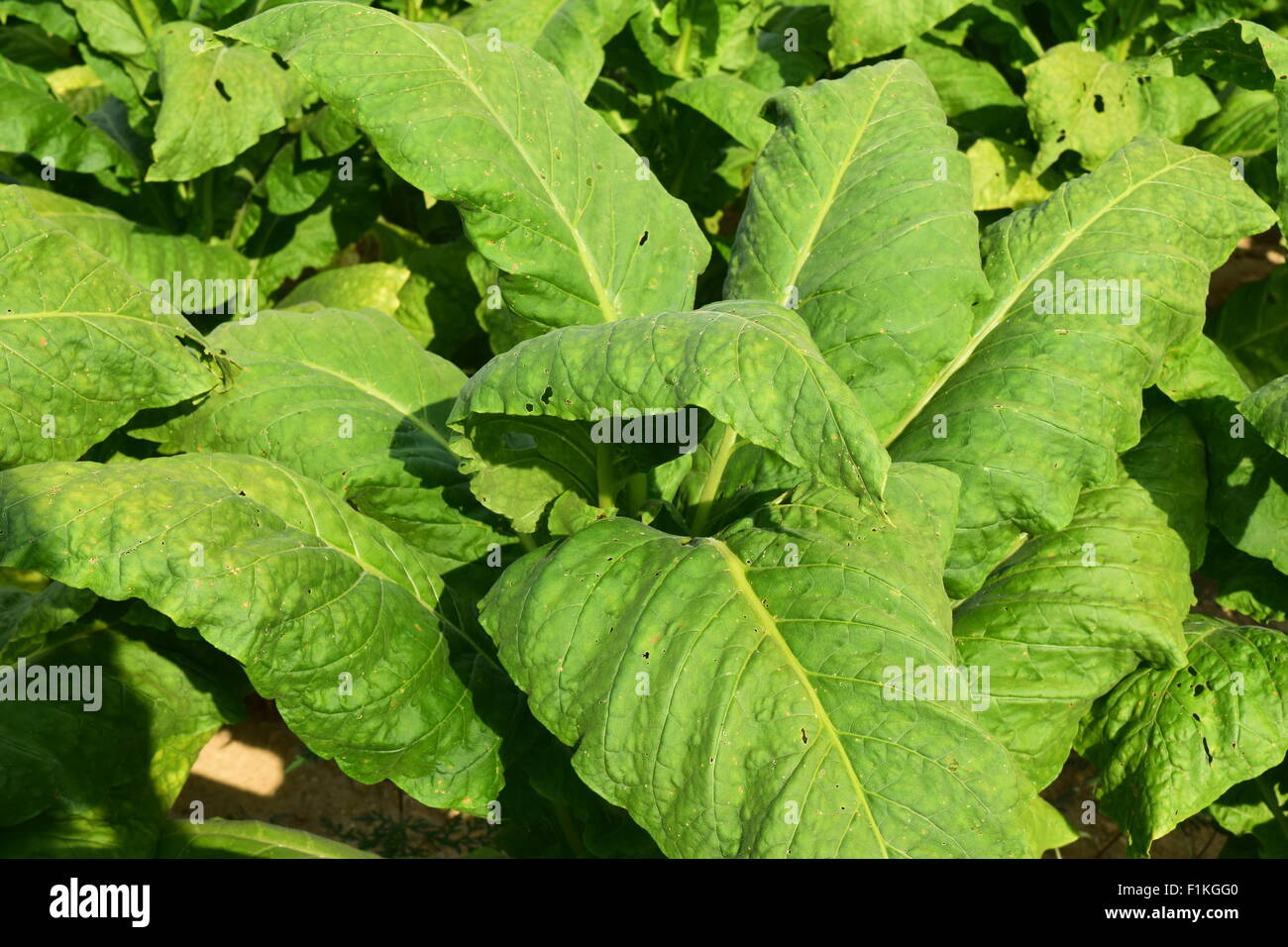Tobacco plant hi-res stock photography and images - Alamy
