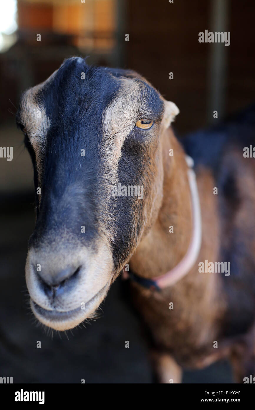 A close up of the face of a lamancha goat Stock Photo - Alamy