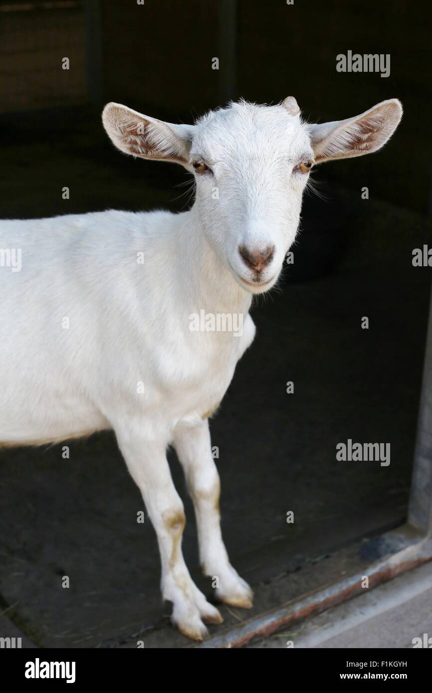 A cute white goat Stock Photo - Alamy