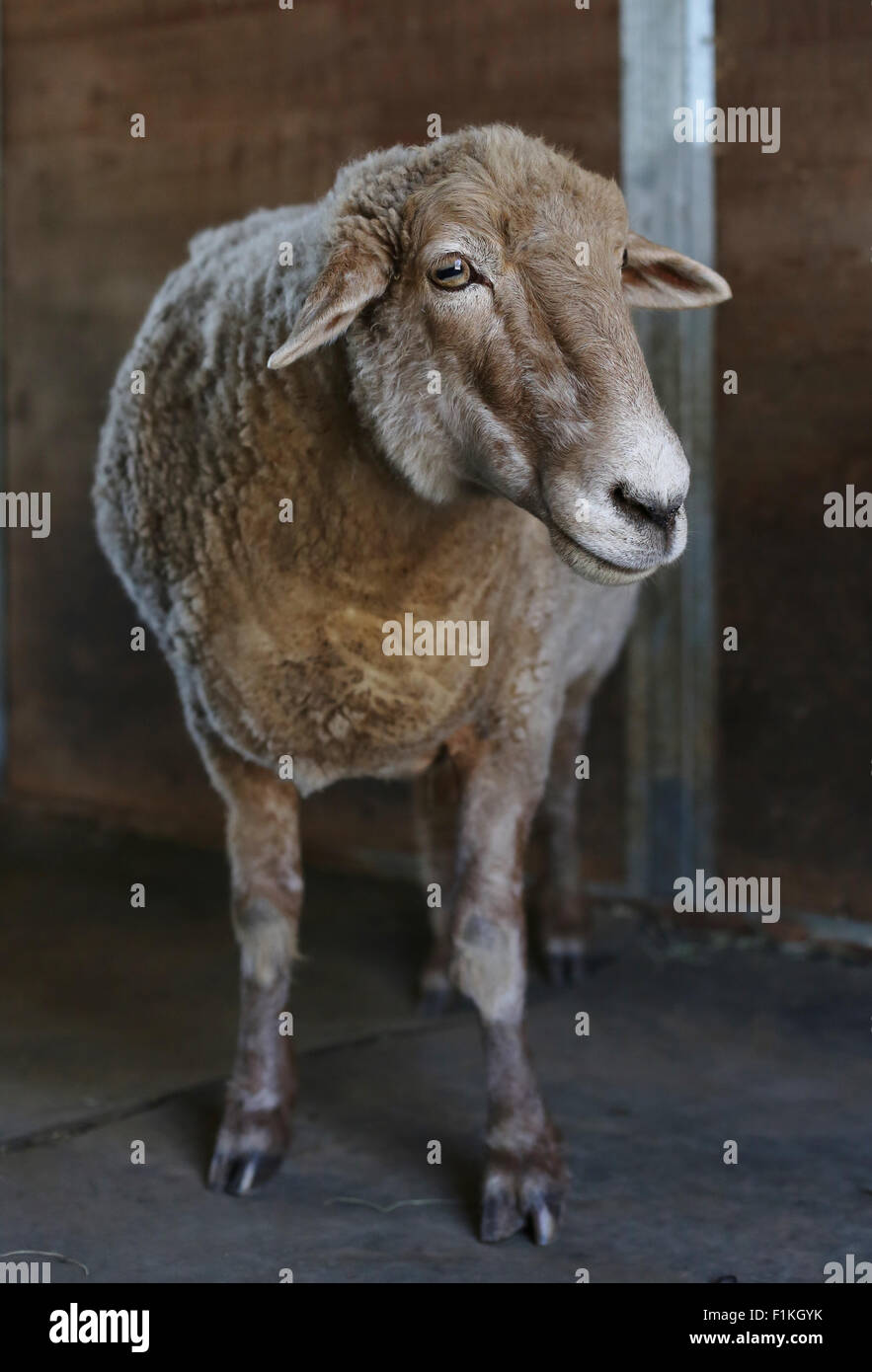 Stall standing hi-res stock photography and images - Alamy