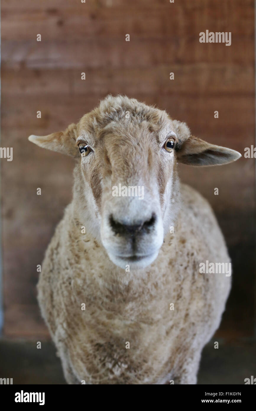 Brown face on sheep hi-res stock photography and images - Alamy