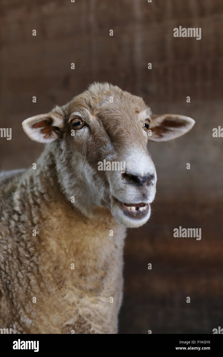 Sheep tooth hi-res stock photography and images - Alamy