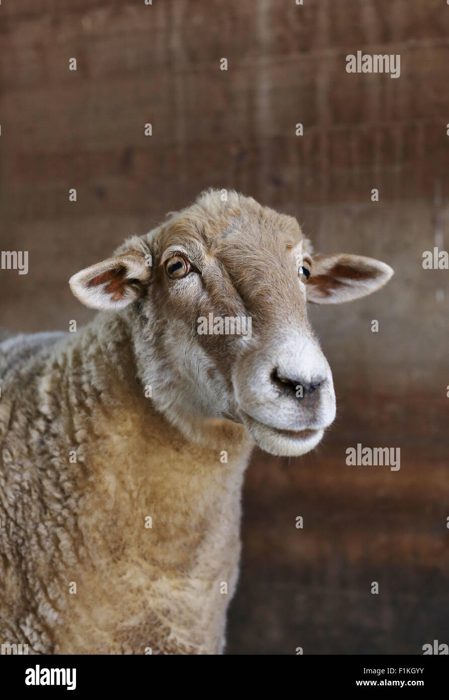 Sheep stall hi-res stock photography and images - Alamy