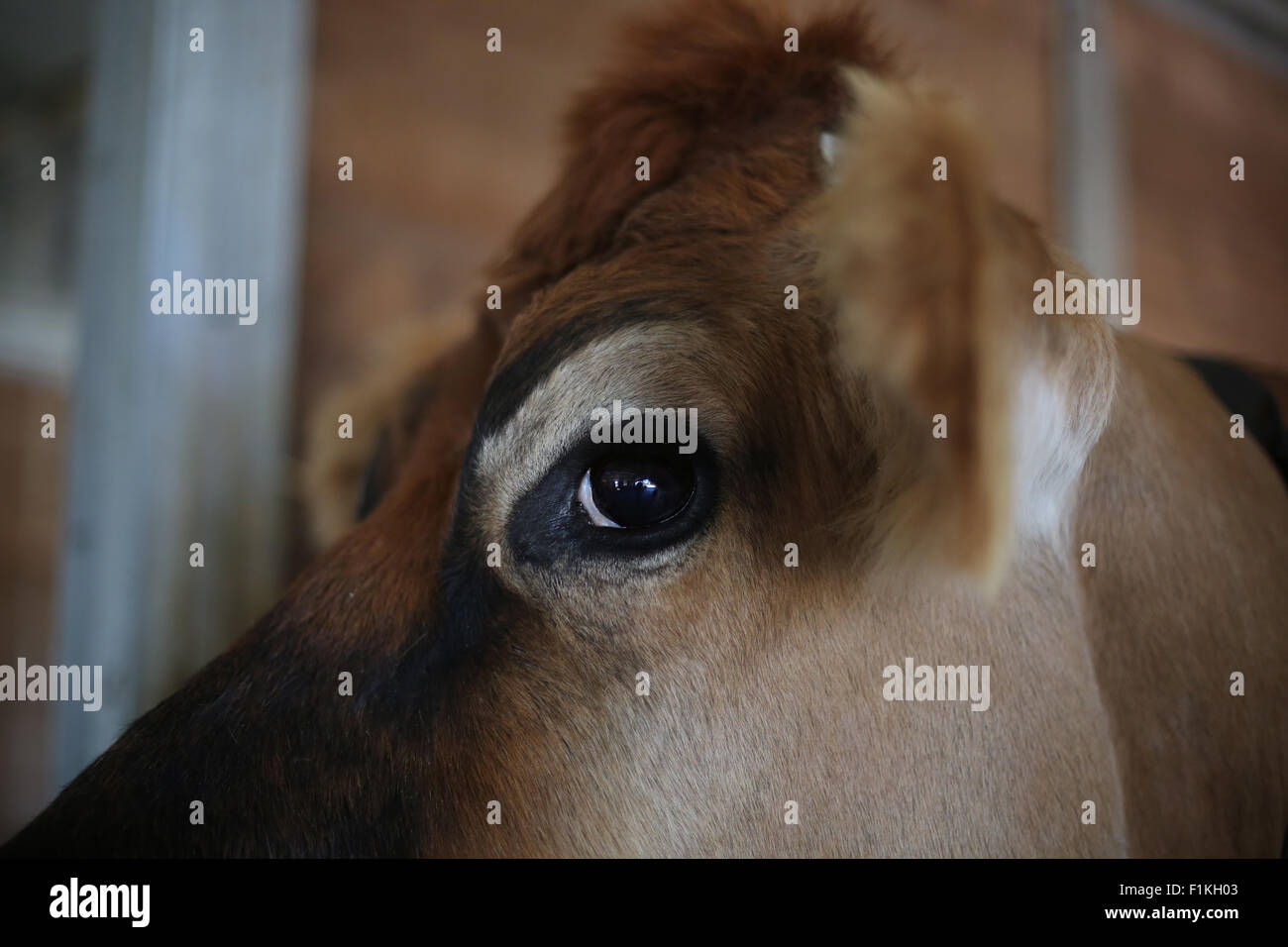 Close up of the face and eye of a Jersey steer Stock Photo - Alamy