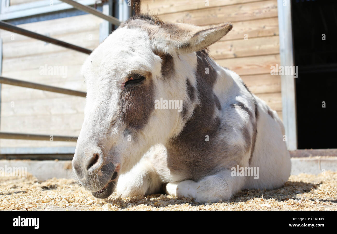 Donkey lying down hi-res stock photography and images - Alamy