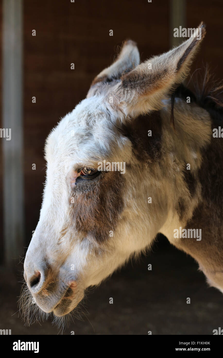 Miniature donkey hi-res stock photography and images - Alamy