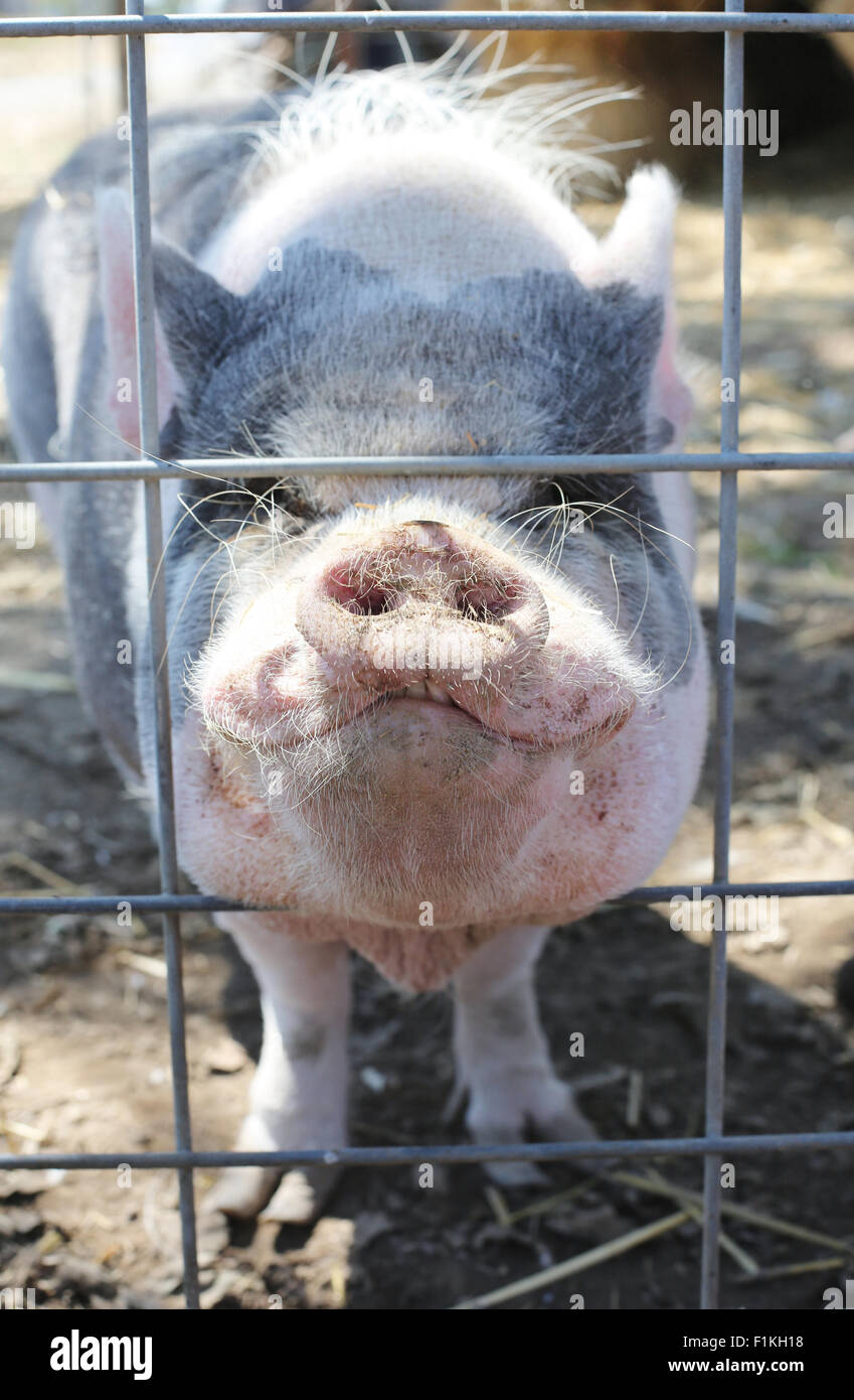 Pig sticking hi-res stock photography and images - Alamy