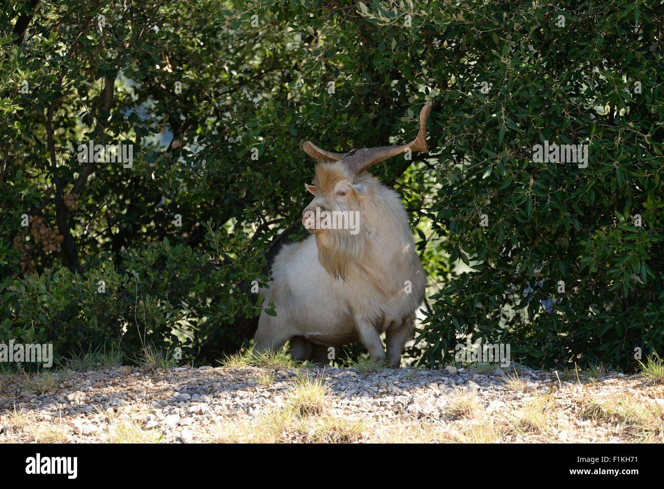 Wild goat in Ardèche Stock Photo - Alamy