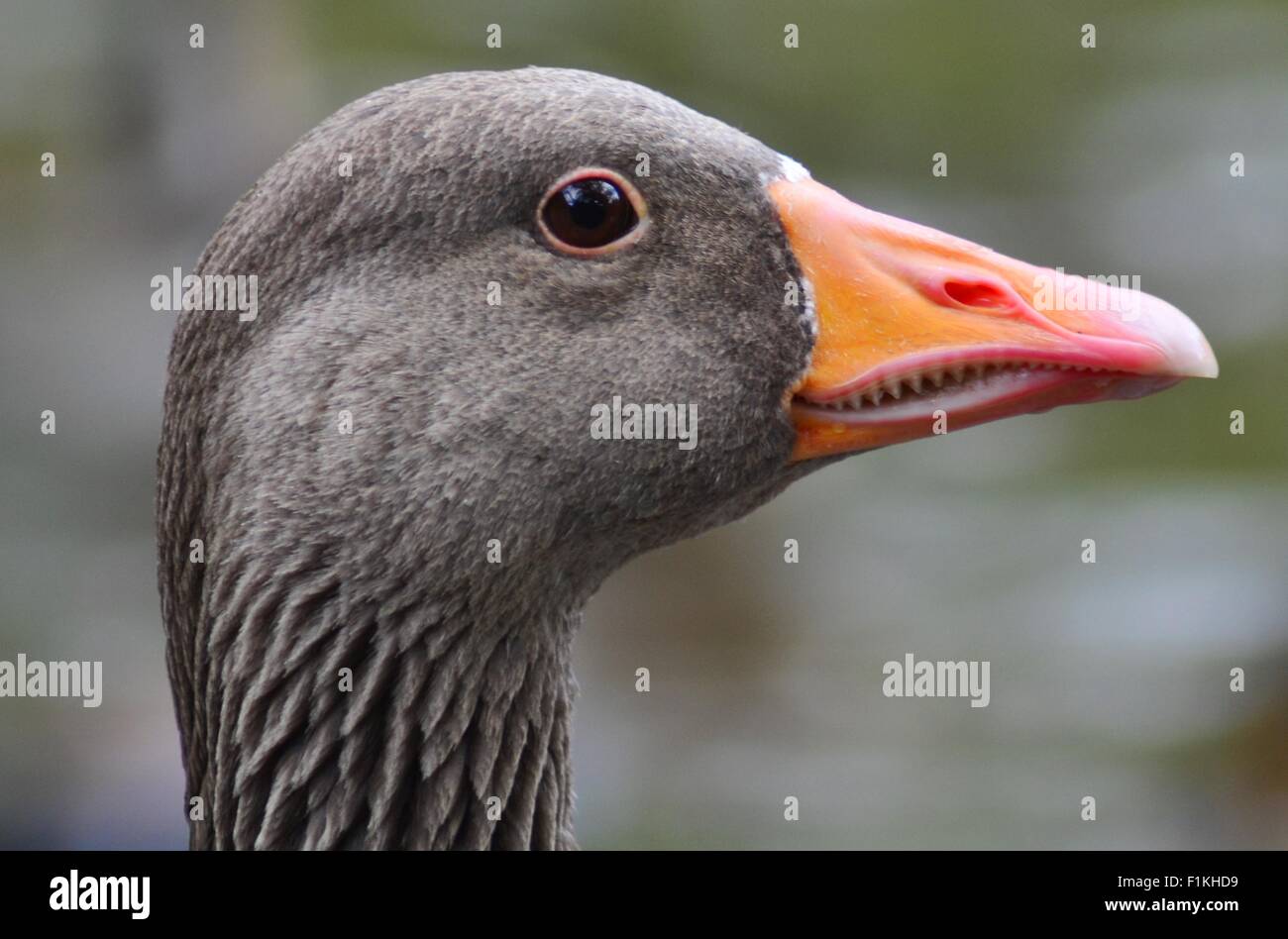 Goose Head High Resolution Stock Photography and Images - Alamy